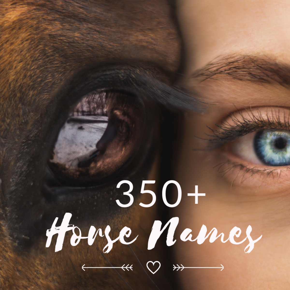 350 Perfect Pony And Horse Names For Riders PetHelpful