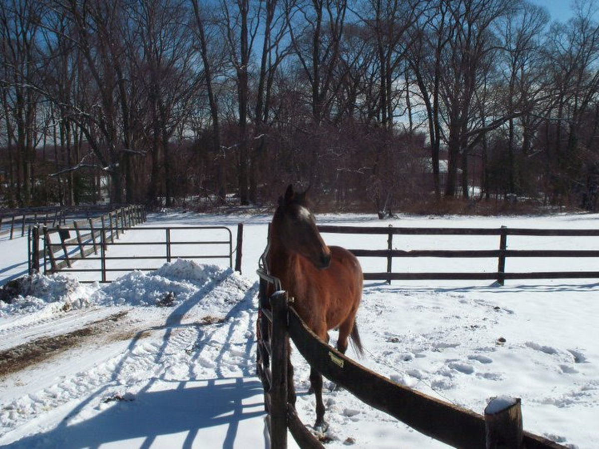 Keeping a Horse: Stall Board vs. Field Board - PetHelpful