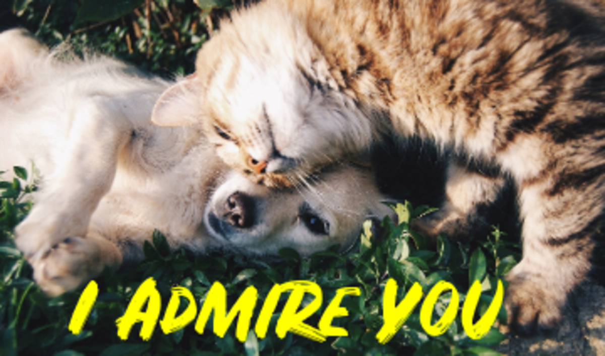 Poem I Admire You As A Person LetterPile Poem I Admire You As A Person LetterPile