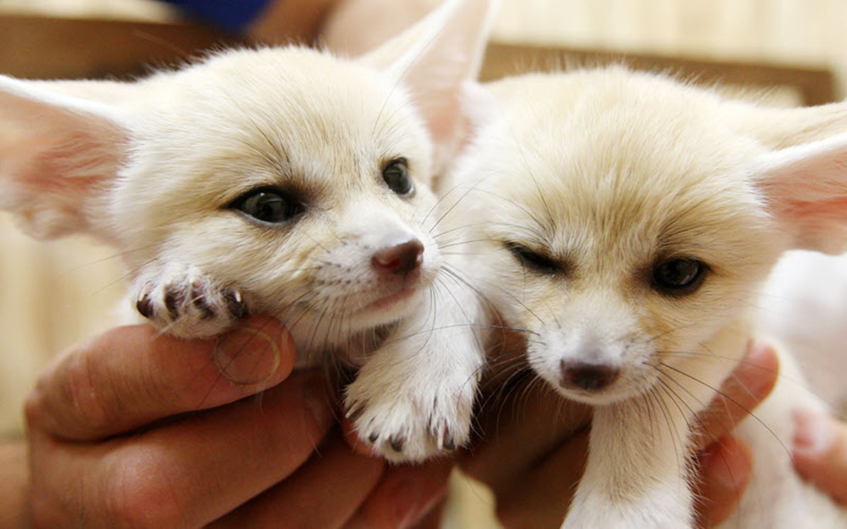 Zorros Fennec Como Mascotas son Adecuados Para Usted Share Me