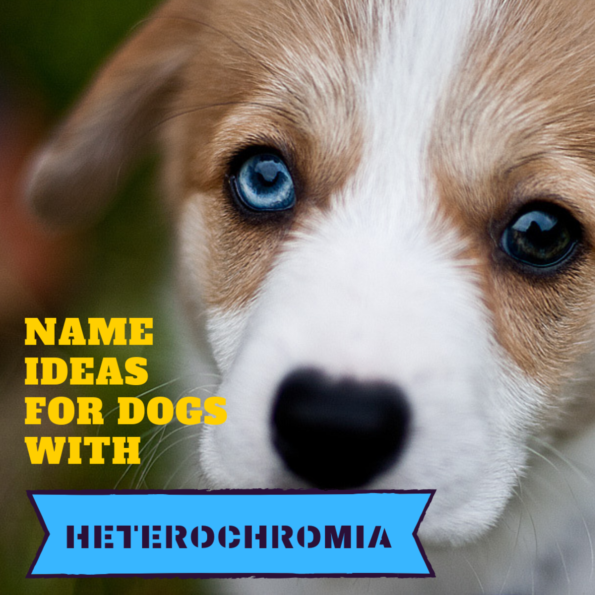 Does Two Colored Eyes In Dogs Mean Inbreeding Does Two Colored Eyes In Dogs Mean Inbreeding