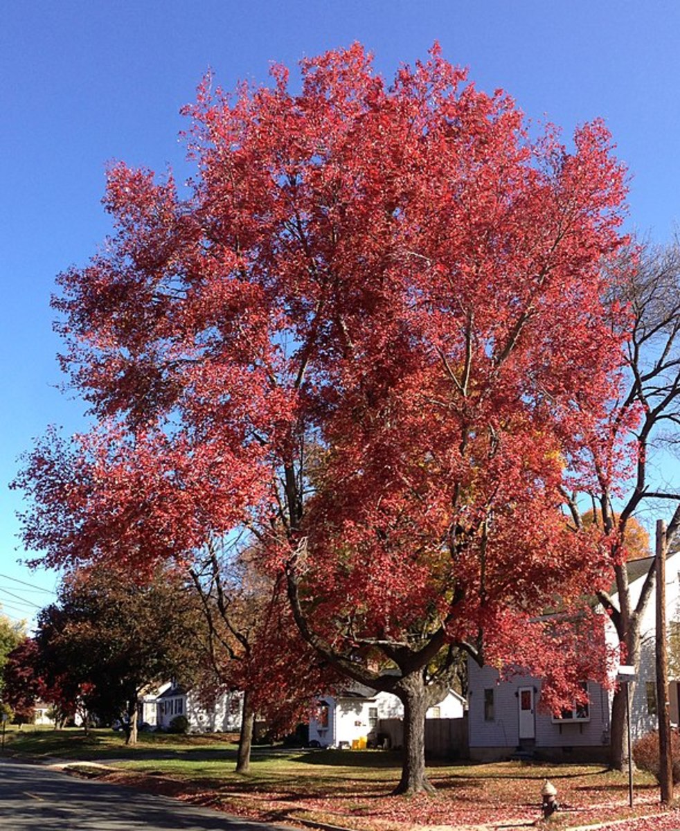 Amur Maple Tree Facts