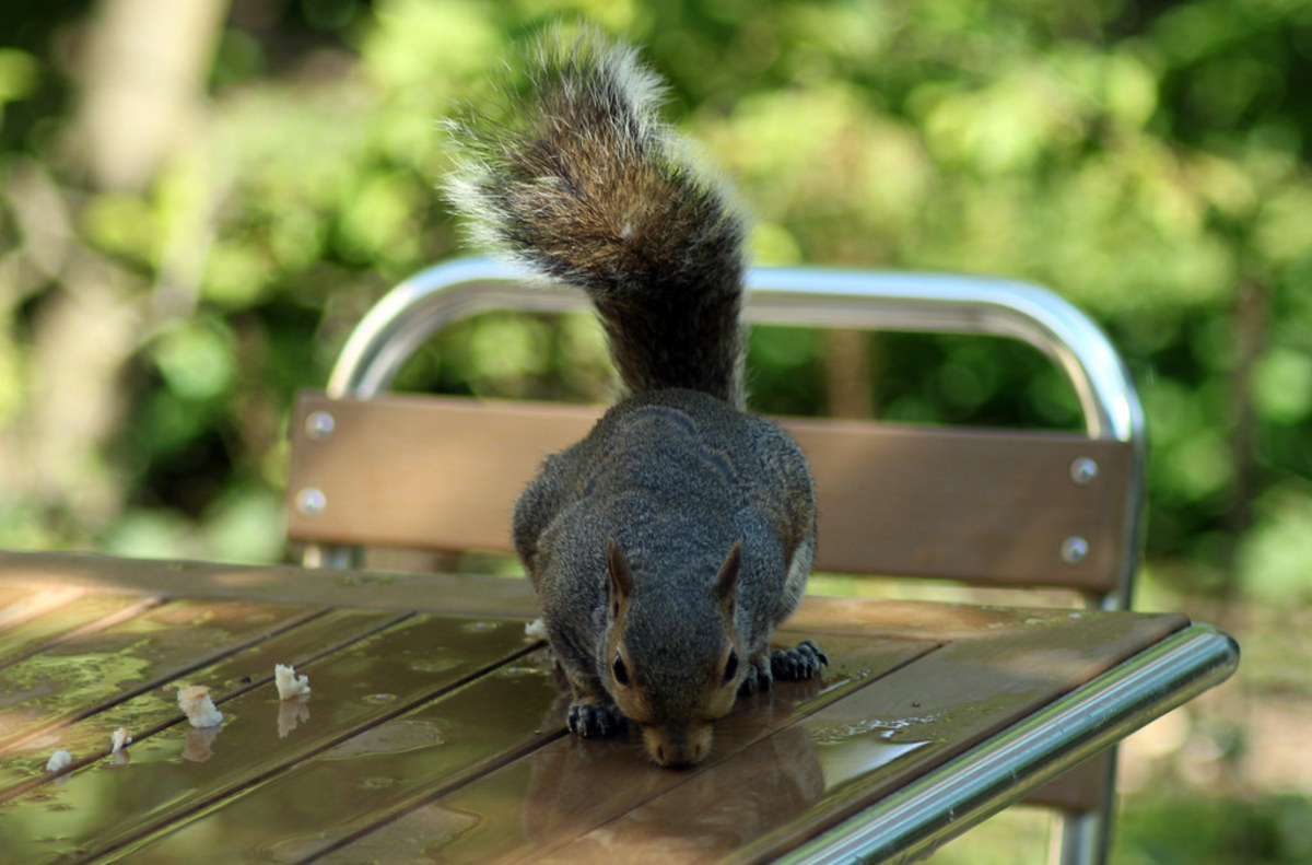 10 Exotic Pets That Are Legal In Indiana PetHelpful