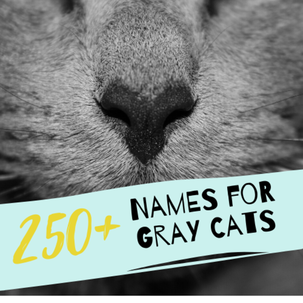 250 Best Gray Cat Names PetHelpful 250 Best Gray Cat Names PetHelpful