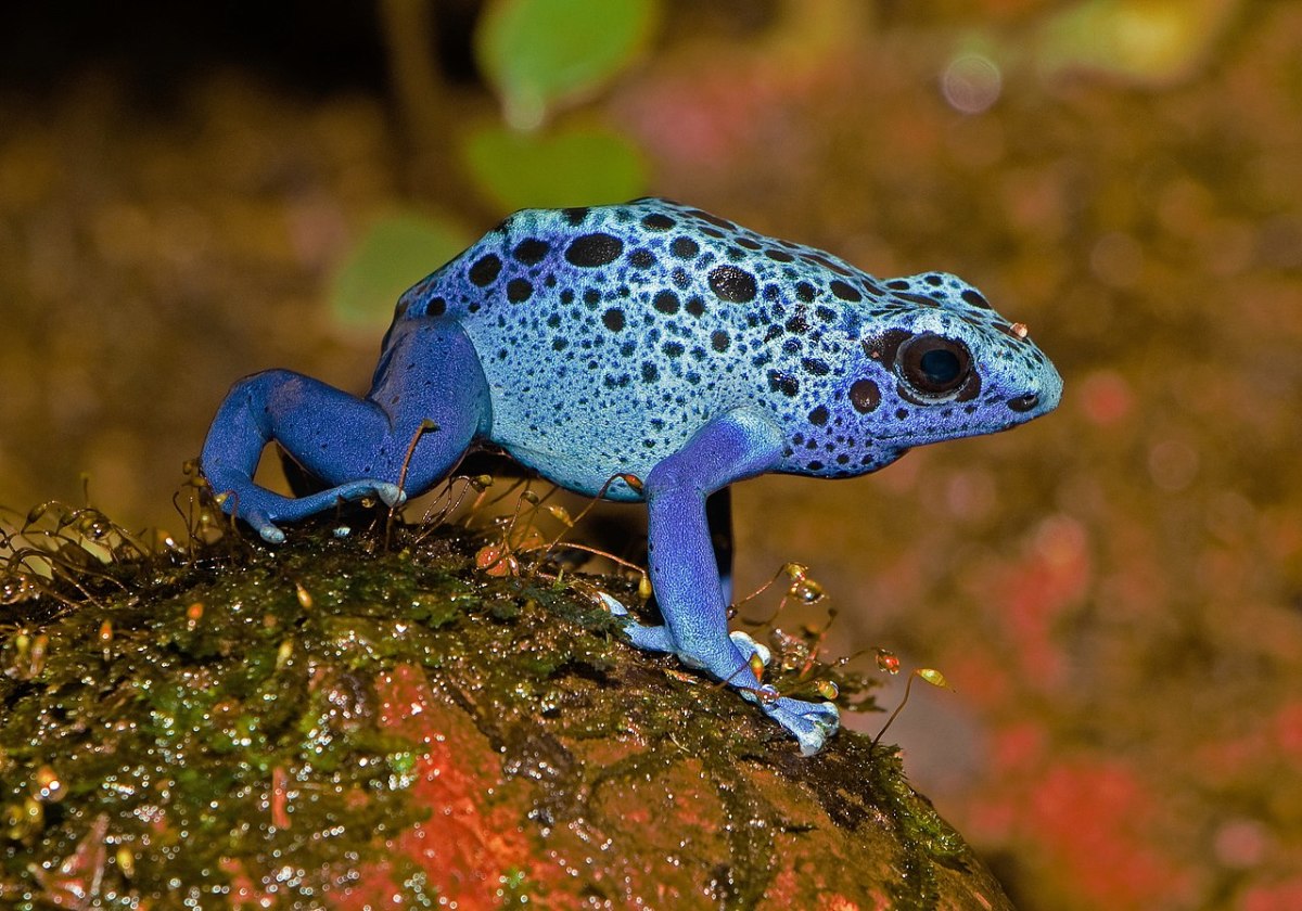 6 Colourful Frog Species Facts About Attractive Amphibians Owlcation 6 Colourful Frog Species Facts About Attractive Amphibians Owlcation