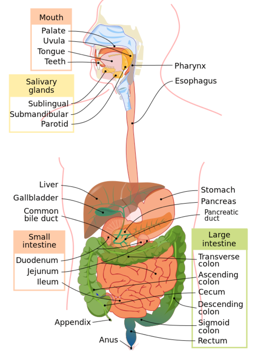 How Digestion Works 5 Stages Of Human Digestion Owlcation