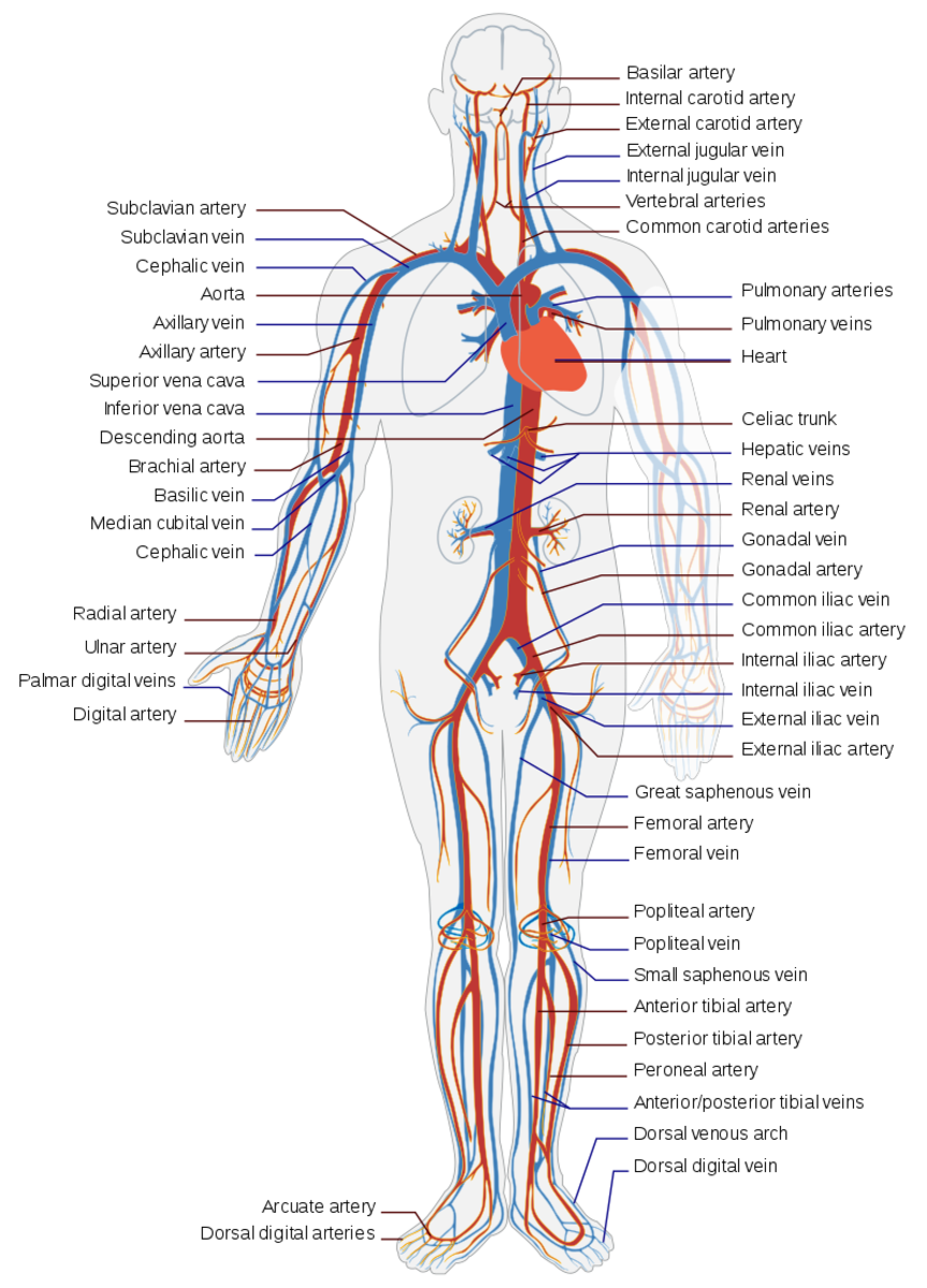 The Circulatory System Its 4 Main Parts And How They Work Owlcation