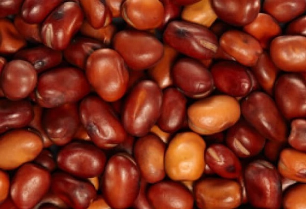 Maltese Spicy Tic Beans (Djerba) Paste (Bigilla) Recipe - HubPages