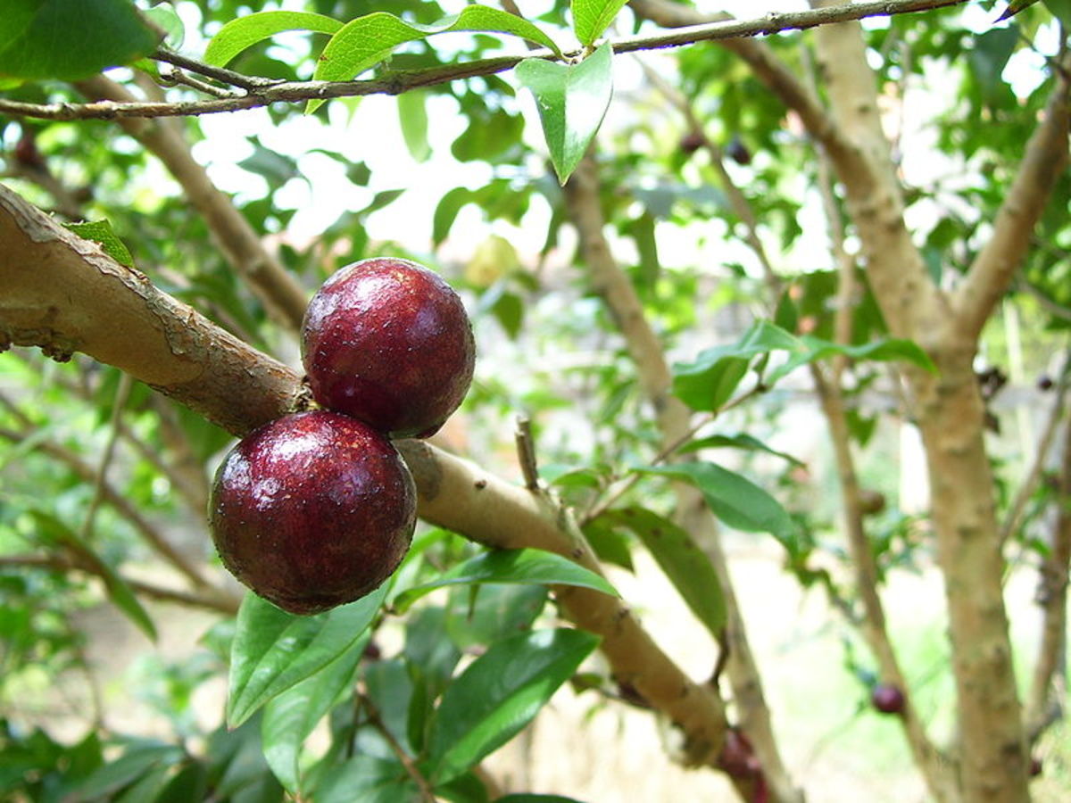 Uncovering the 10 Most Exotic and Unusual Fruits and Vegetables That ...