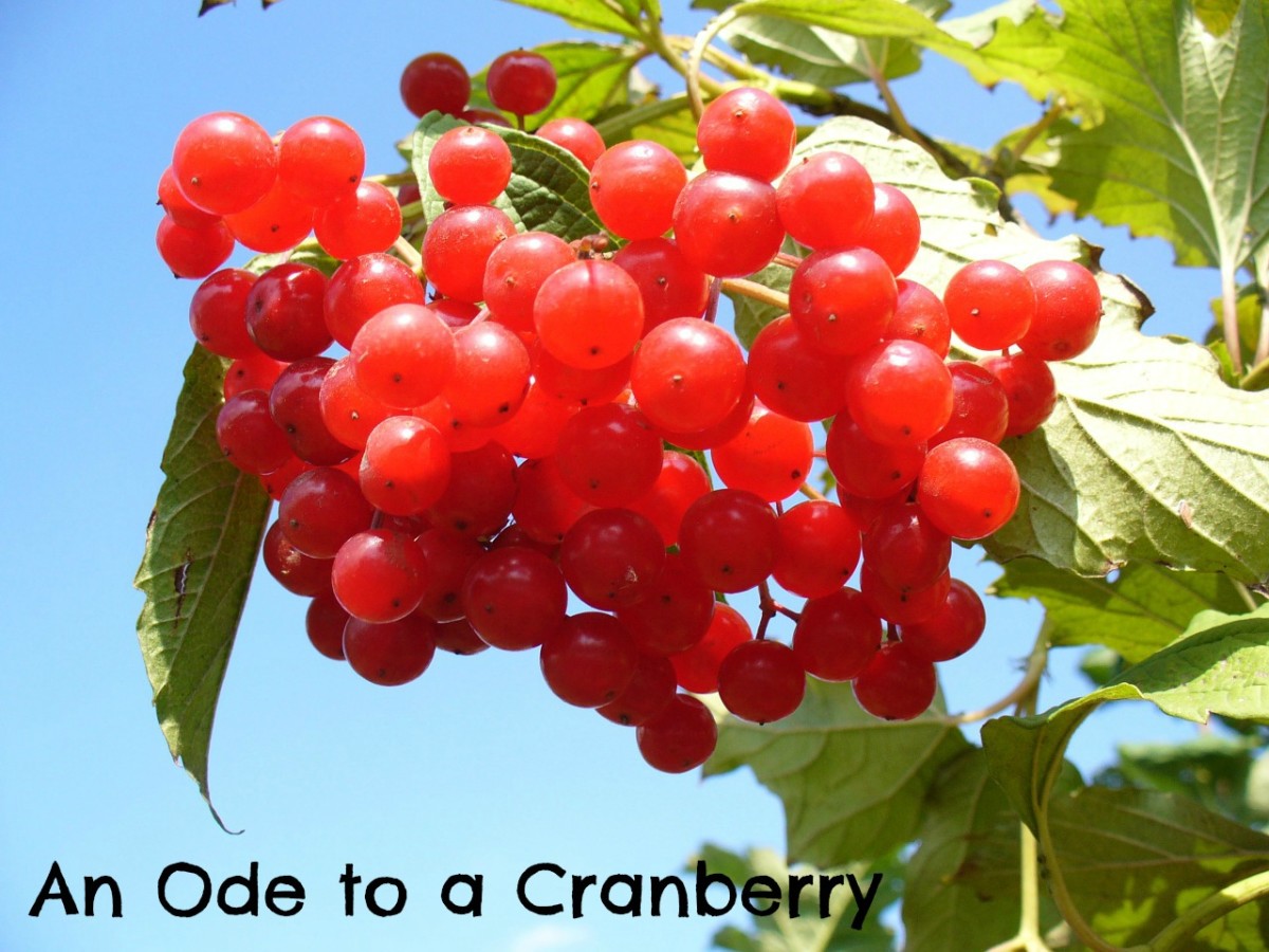 All-Natural Homemade Cranberry-Apple Sauce Recipe - HubPages