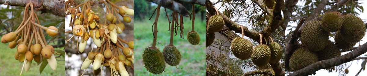 Malaysian Tropical Fruit