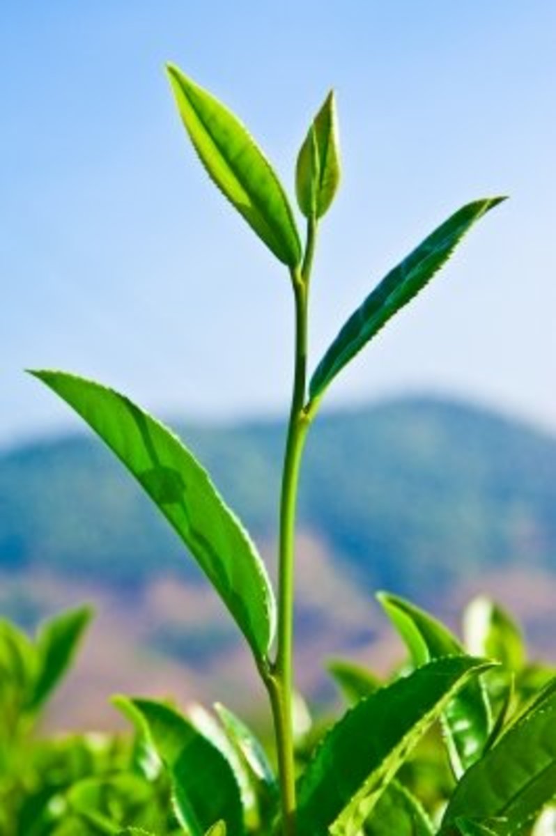 Fluoride Content in Black, White, Green, and Oolong Teas - Delishably