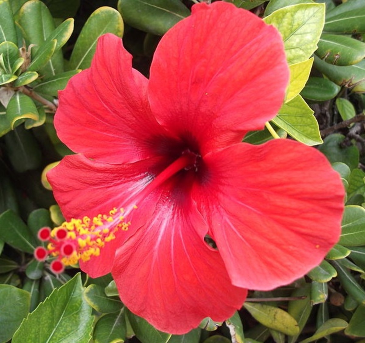 25 Flowers You Can Eat - HubPages