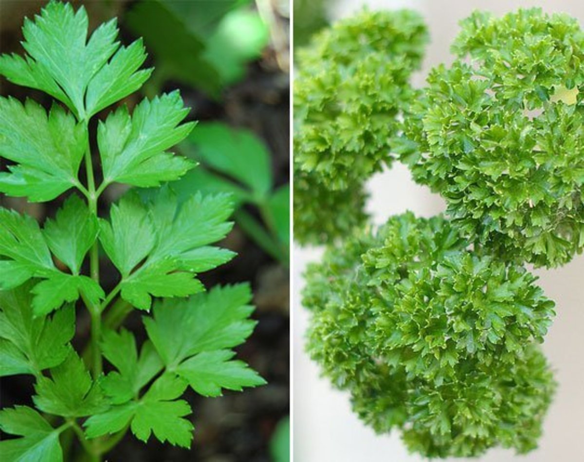 Parsley: The Lonely, Unappreciated Herb (Plus 4 Recipes) - HubPages
