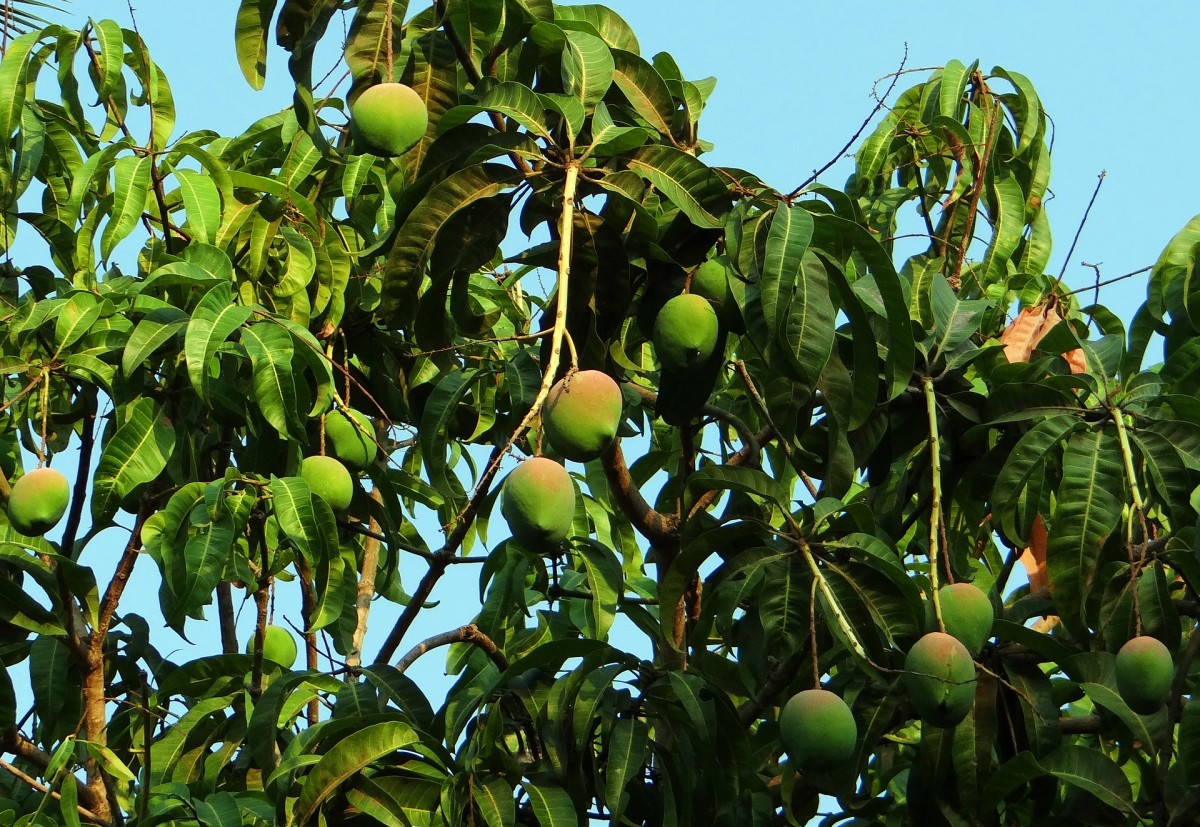 Mango Isnt Just A Fad History Facts And 4 Creative Recipes Delishably