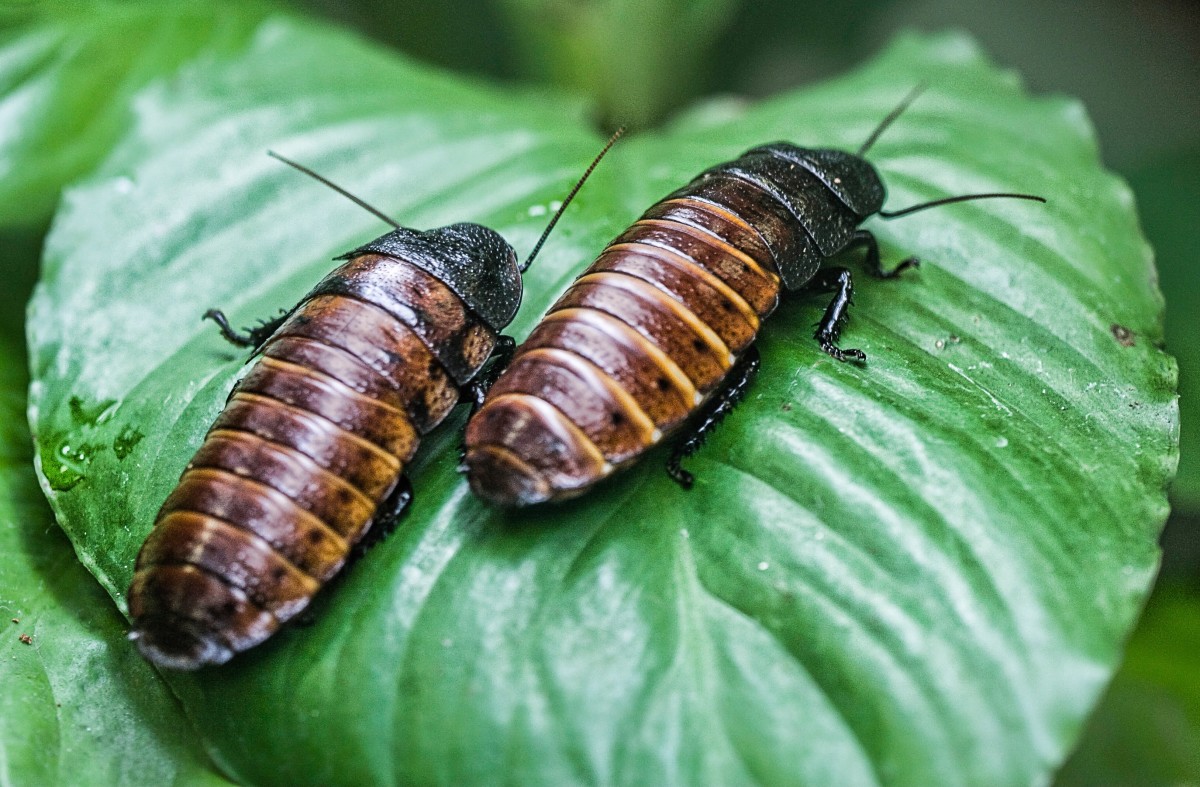 Cockroaches: Annoying Pests, Unusual Pets, and Living Robots - Owlcation
