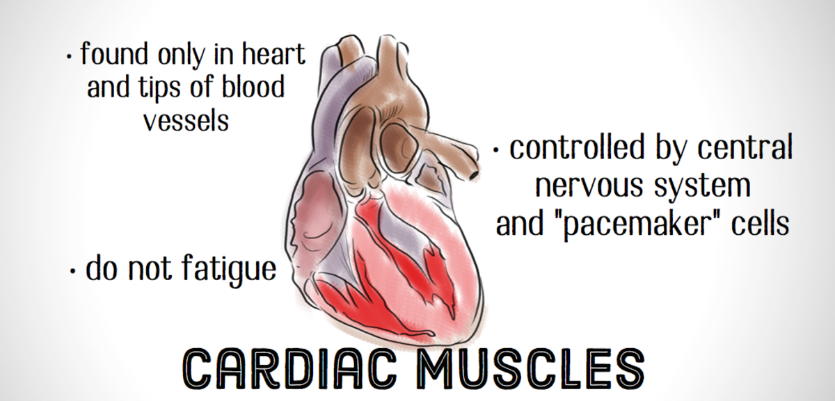 The Differences Between Skeletal Smooth Cardiac Muscles Owlcation The Differences Between Skeletal Smooth Cardiac Muscles Owlcation