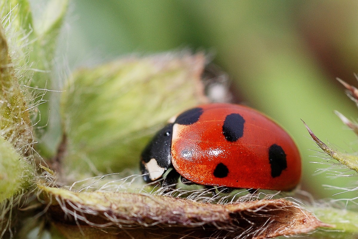 Serendipity: The Role of Chance in Scientific Discoveries - Owlcation
