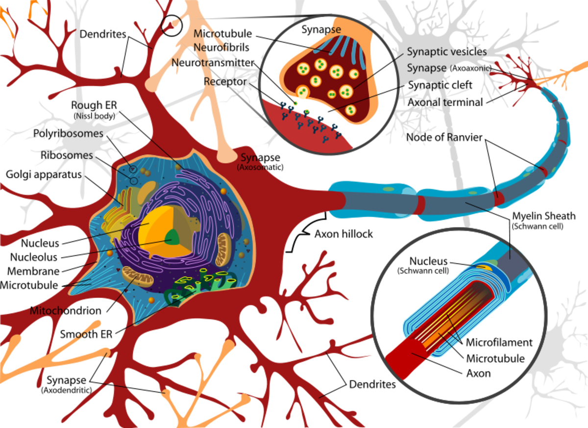 Structure Of A Neuron Owlcation