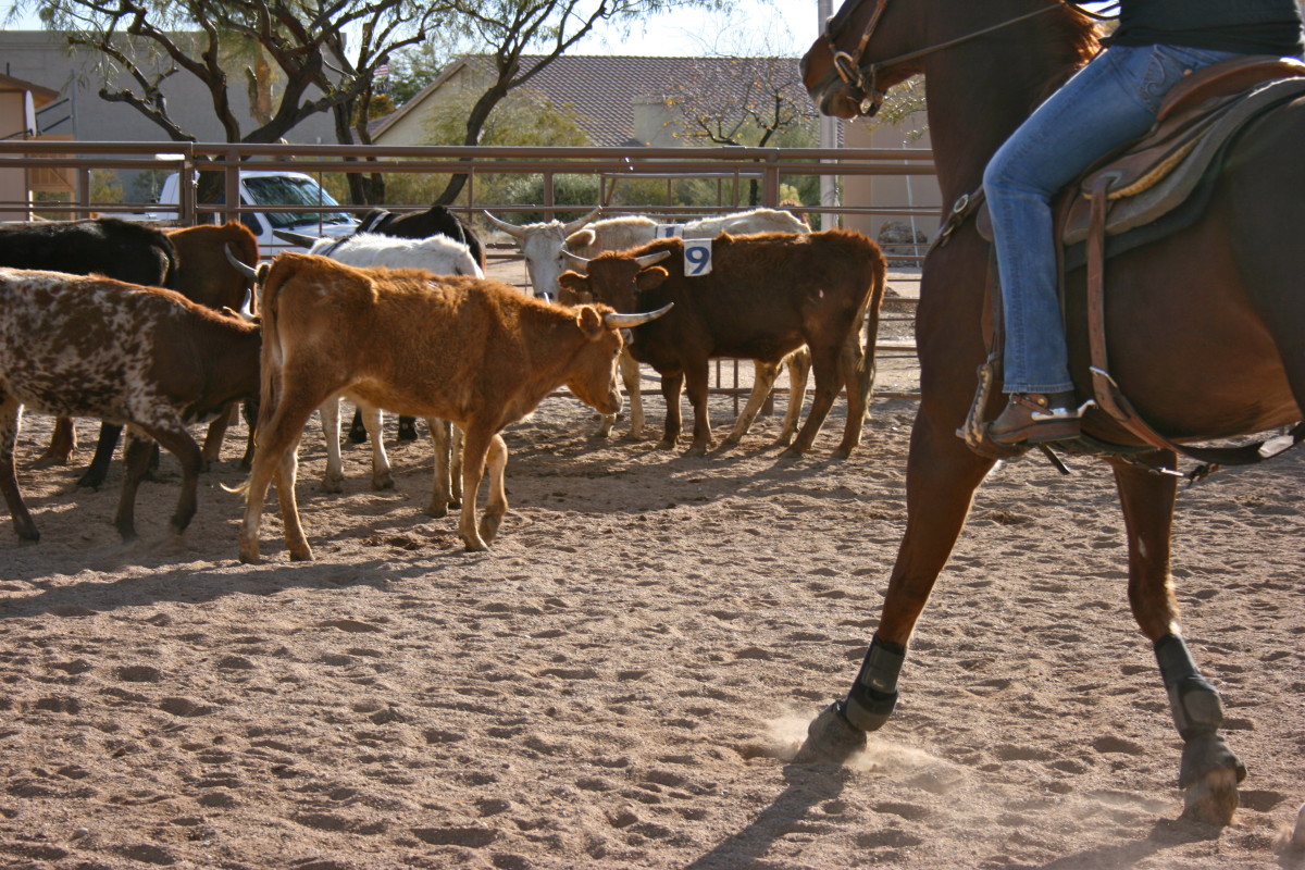 How to Introduce Your Sorting Horse to Cattle - HubPages