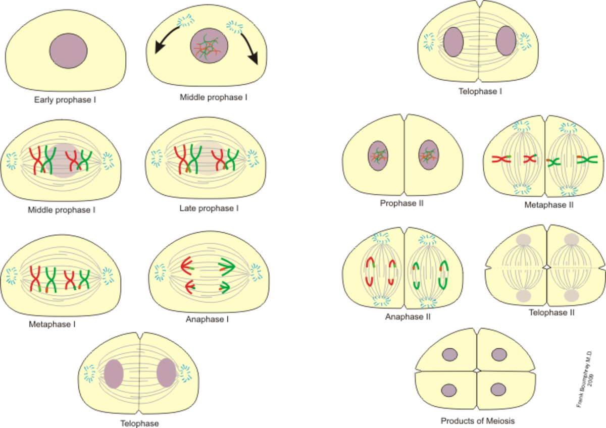 Cell Division Mitosis And Meiosis Owlcation