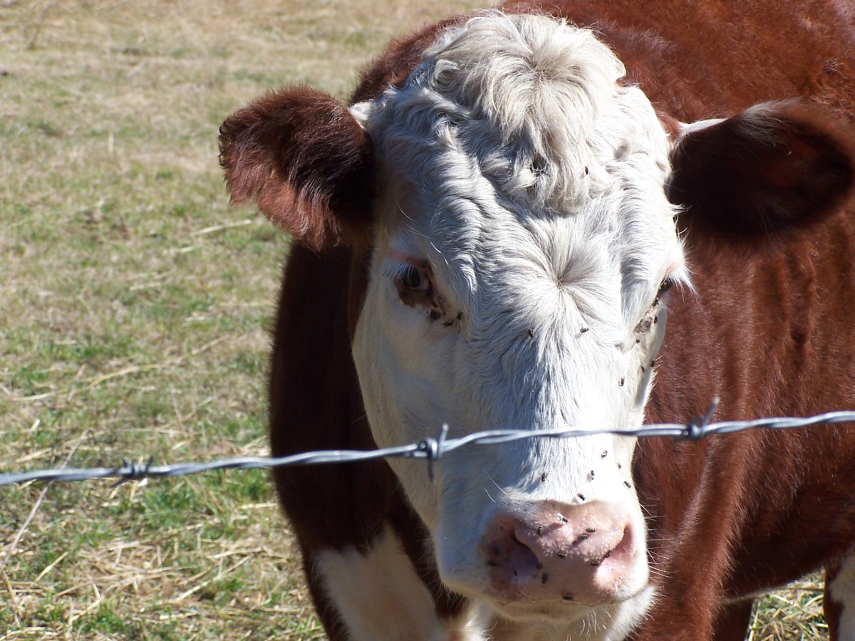 How to Write a Food Article - Owlcation