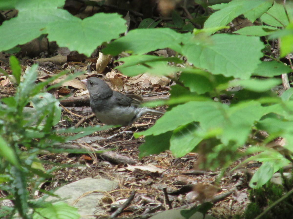 The Juncos I Have Come to Know - HubPages