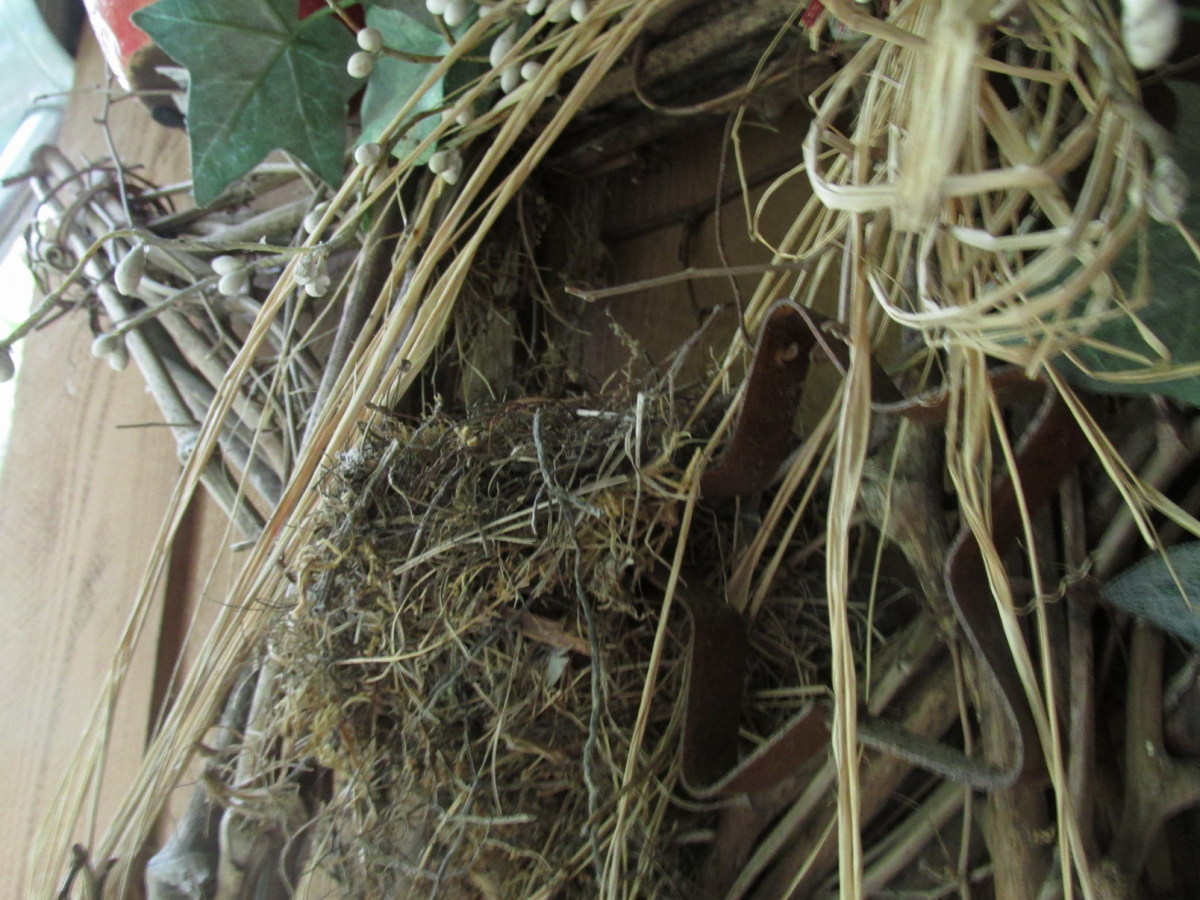 The Juncos I Have Come to Know - HubPages