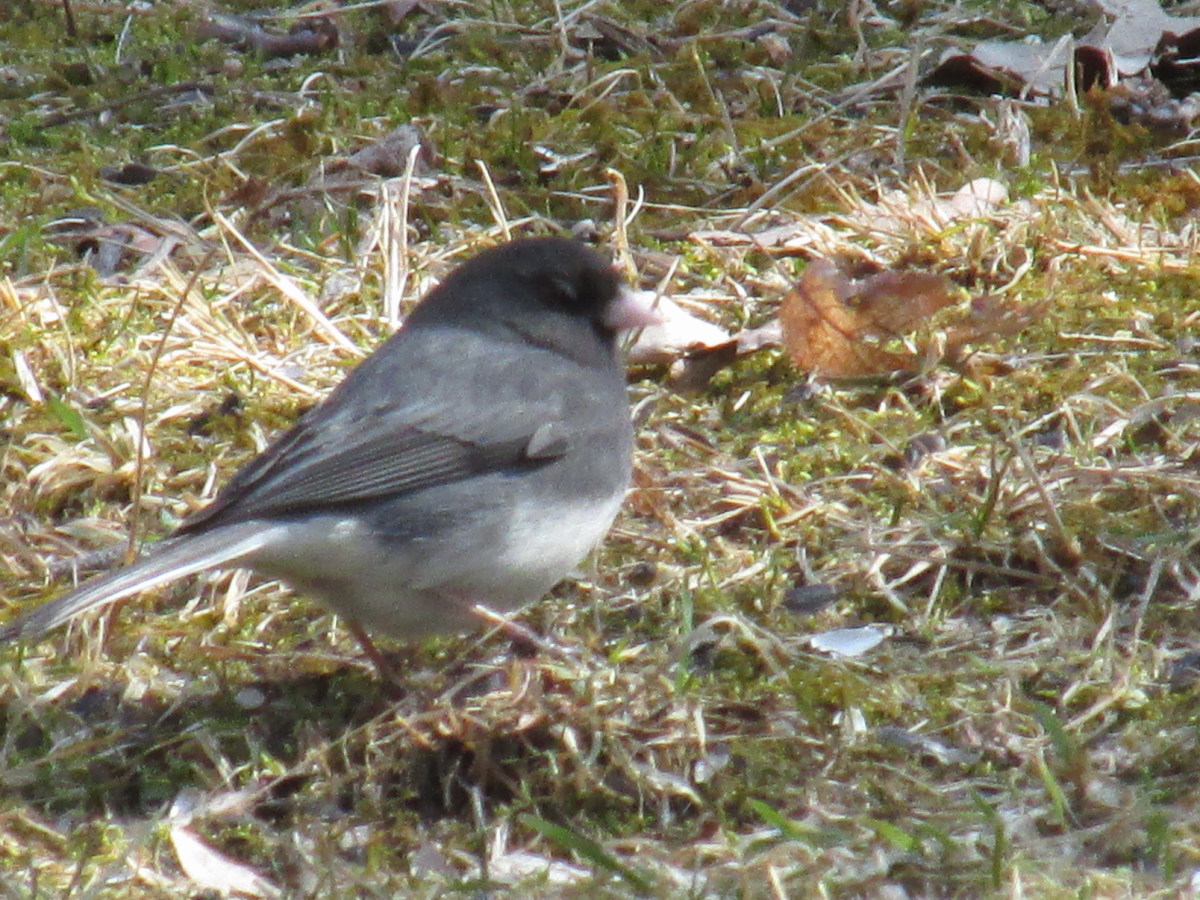 The Juncos I Have Come to Know - HubPages