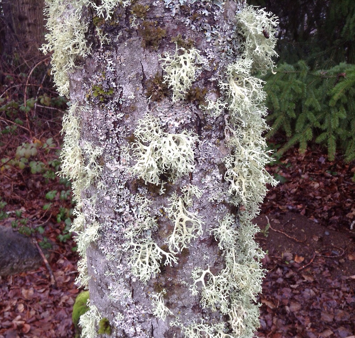 Lichens and People: Uses, Benefits, and Potential Dangers - Owlcation