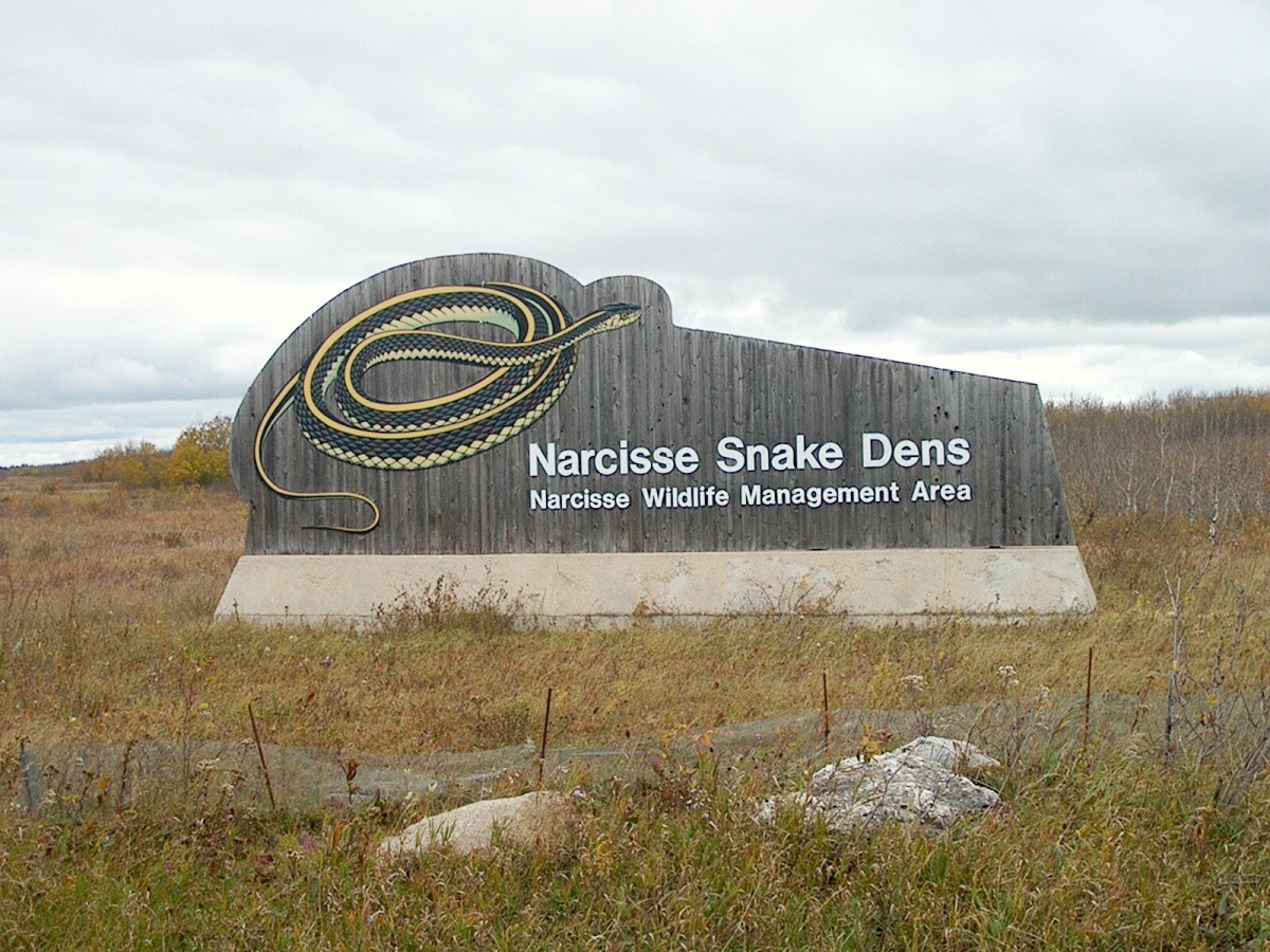 Red-Sided Garter Snakes and Manitoba's Narcisse Snake Dens - HubPages