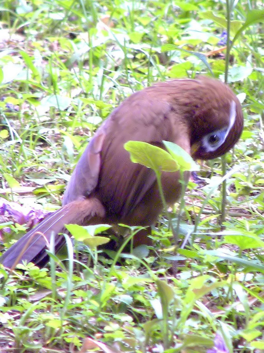 10 Most Colourful Songbirds in the World and Their Songs - Owlcation