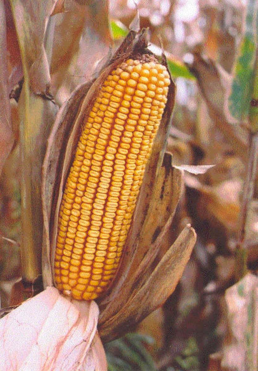 400 Years After the Pilgrims, Corn Is More in Demand Than Ever - HubPages