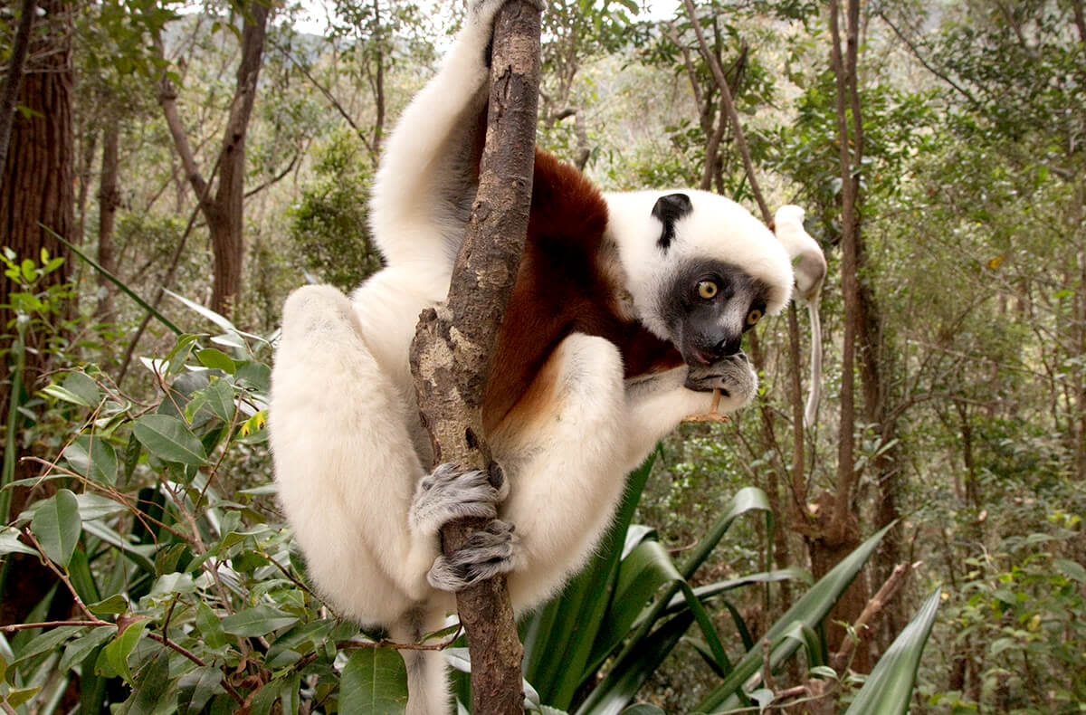 Types of Lemurs: Endemic to Madagascar, but Favorites in Zoos Worldwide ...