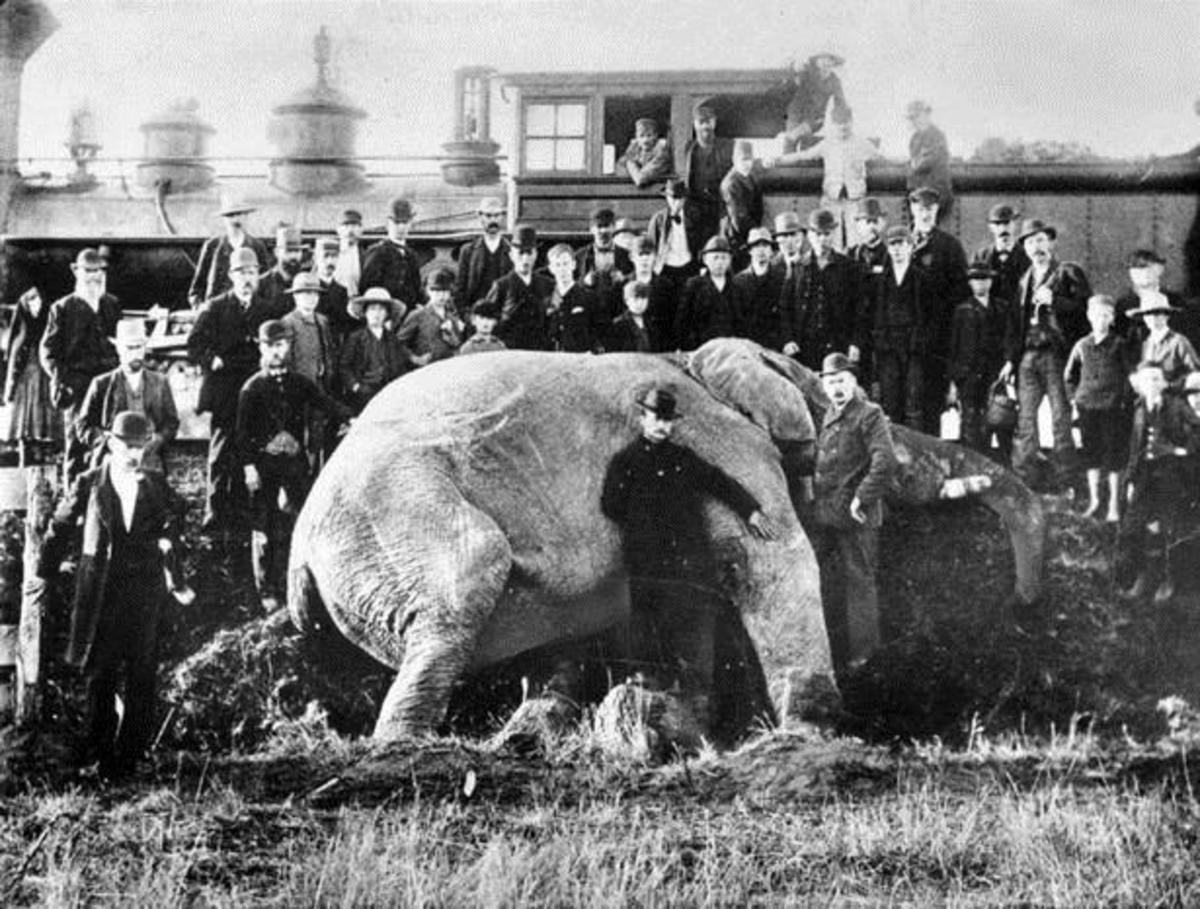 The Tragic Life of Jumbo the Elephant - HubPages