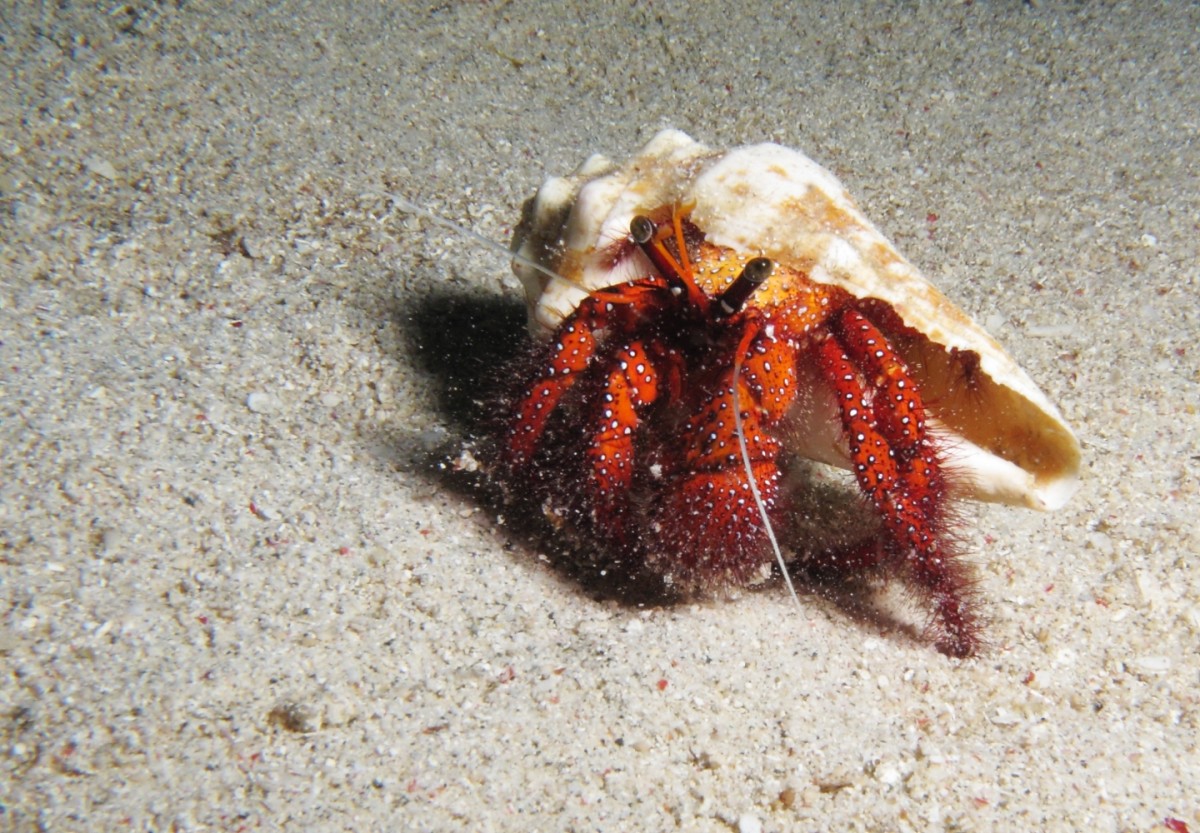 Shell-Bearing Animals - Owlcation