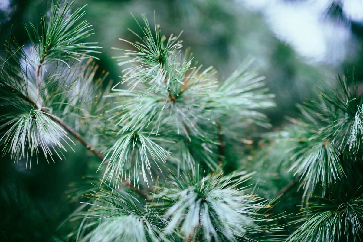 The Atlas Cedar: Cedrus Atlanticus - HubPages