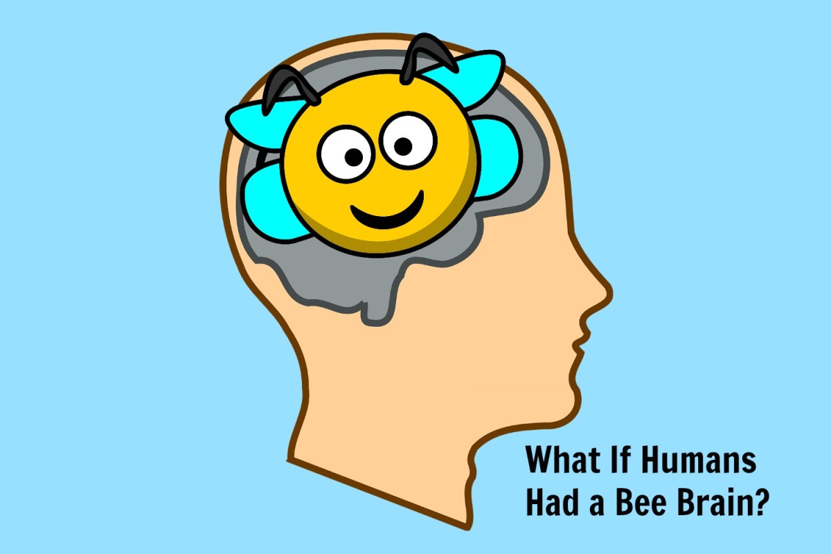 How Smart Are Honey Bees? - Owlcation
