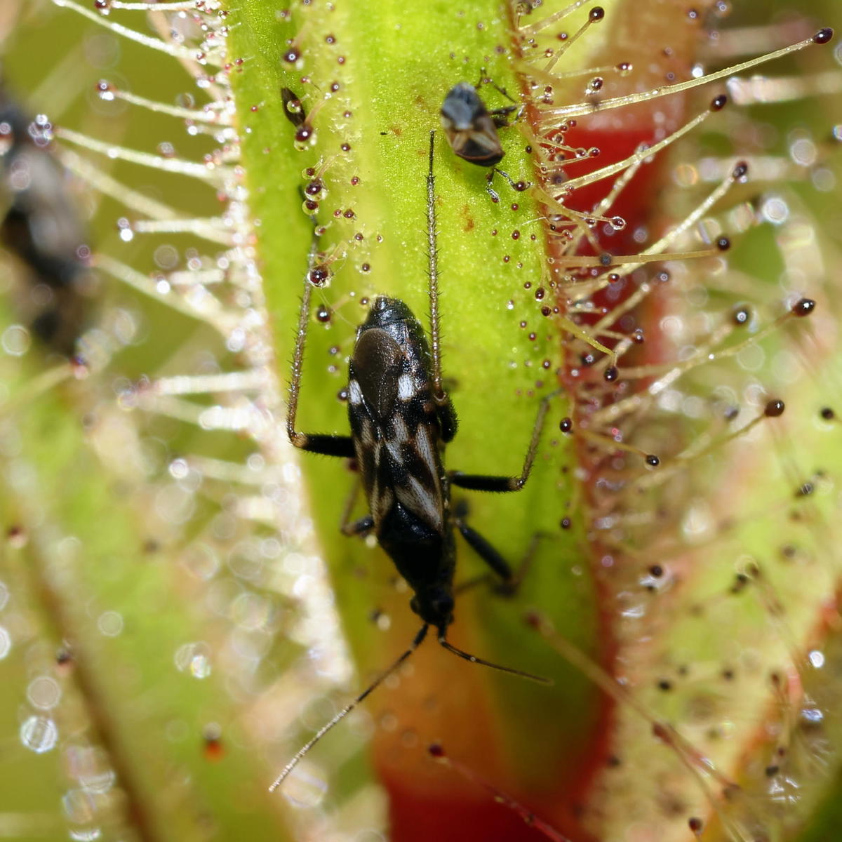 The Diversity and Ecology of Carnivorous Plants - HubPages