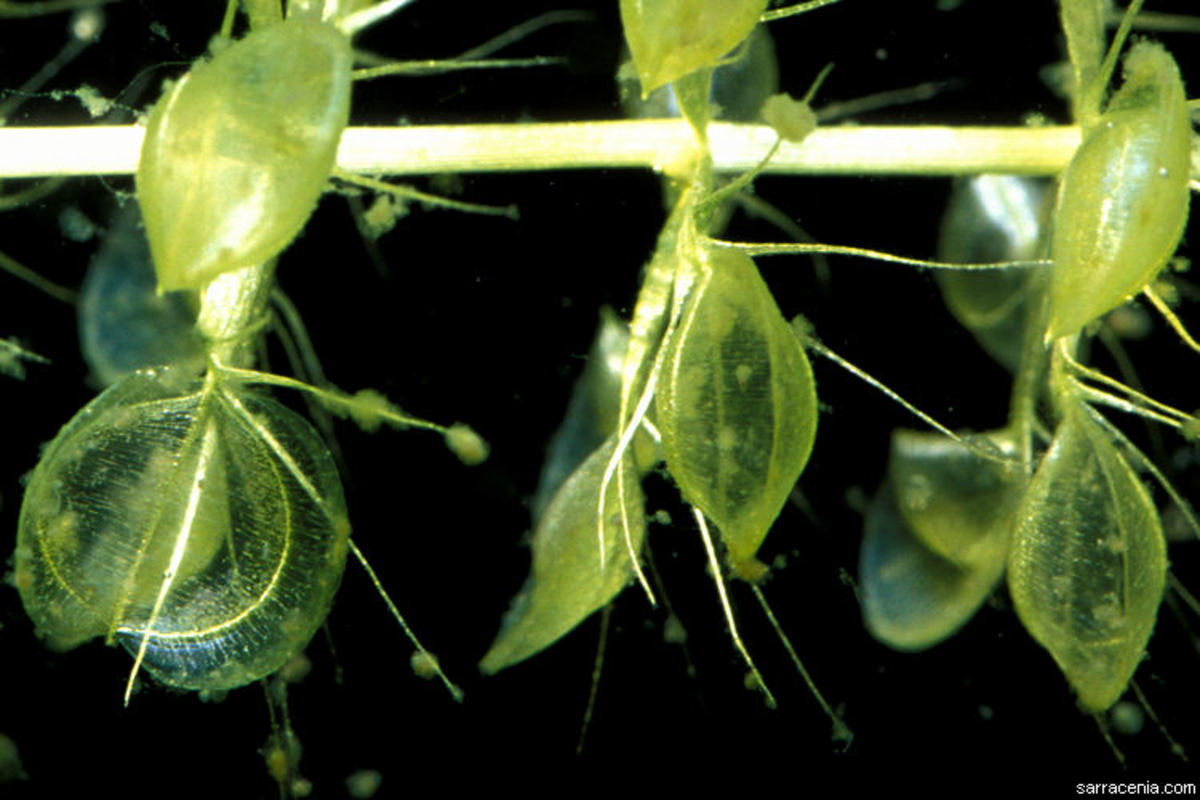 The Diversity and Ecology of Carnivorous Plants - HubPages