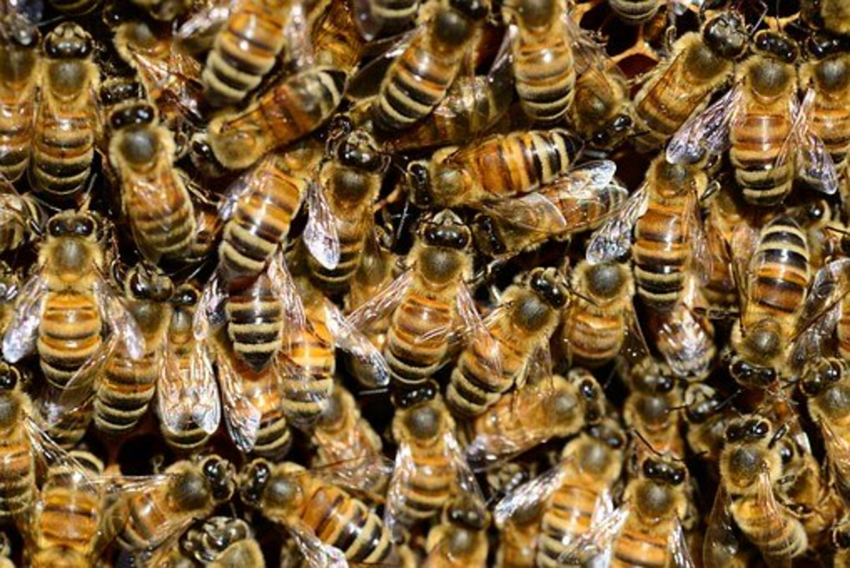 Top 10 Horrible Ways Animals Can Kill You - Owlcation