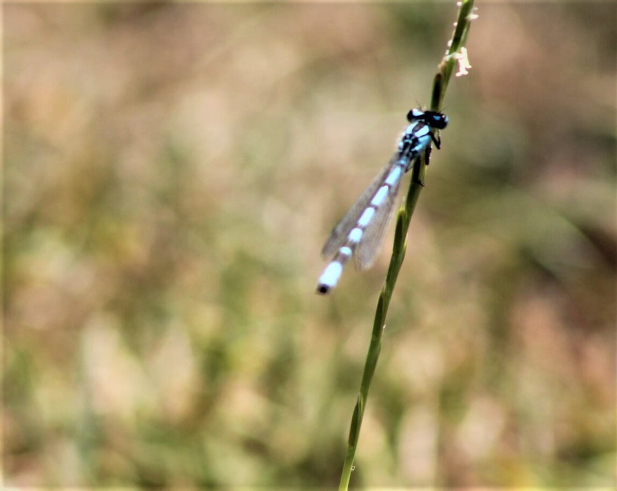 The Common Blue Damselfly - Owlcation