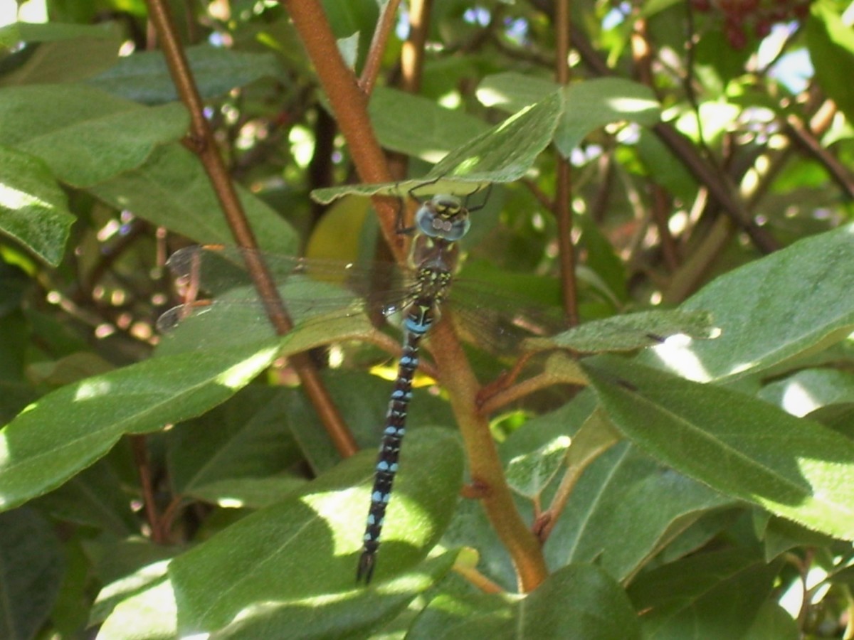The Common Blue Damselfly - Owlcation