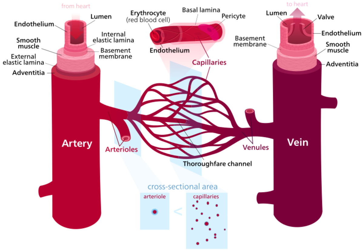 The Circulatory System Its 4 Main Parts And How They Work Owlcation
