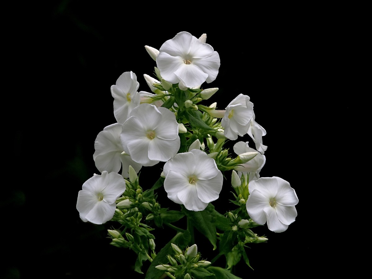 Flowers Name In English To Hindi With Pictures Best Flower Site Flowers Name In English To Hindi With Pictures Best Flower Site