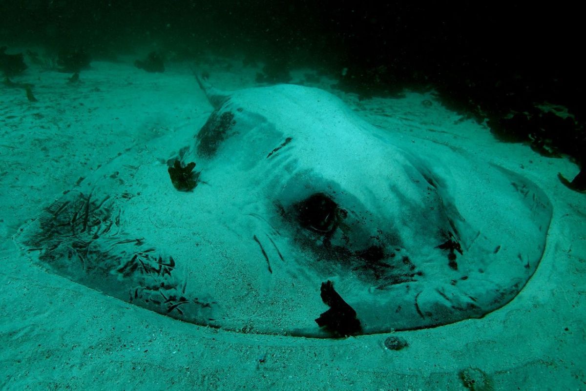 Sea Ravioli: A Look at the Majestic Stingray - HubPages