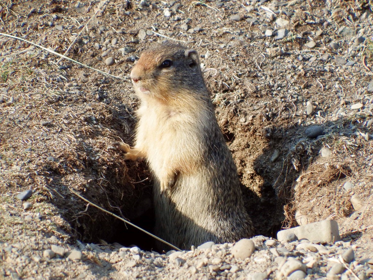Columbian Ground Squirrels and Their Life in Manning Park, B.C. - HubPages