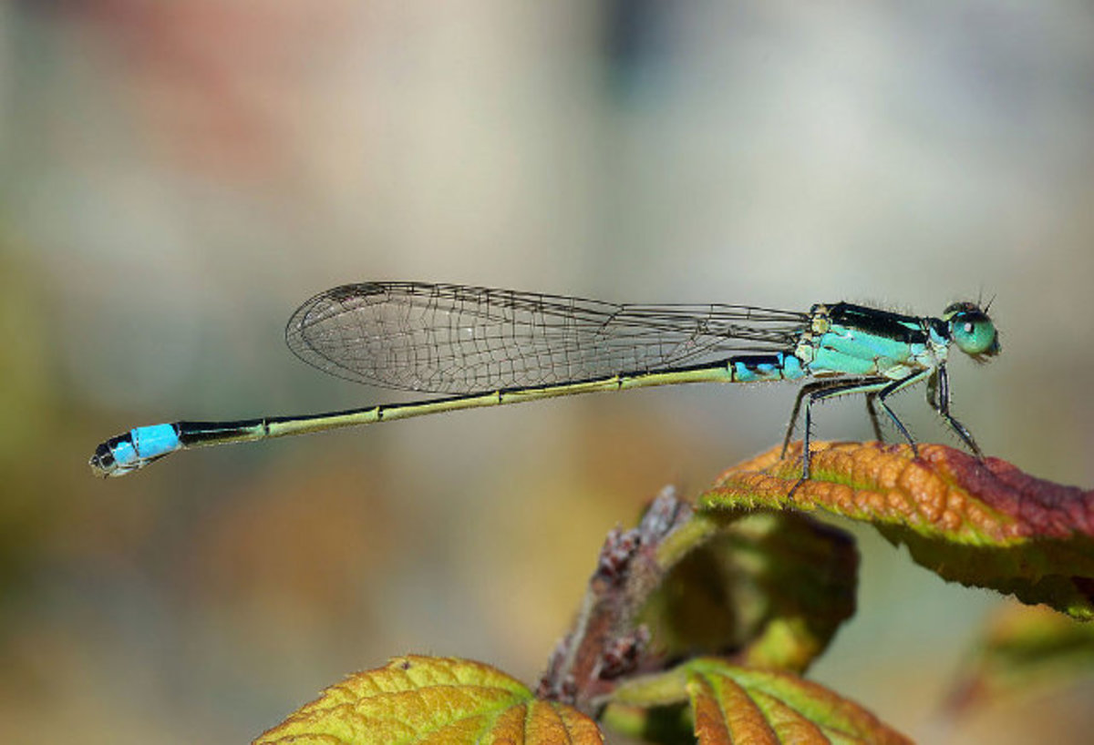 Interesting Facts And Information On the Dragonfly - HubPages