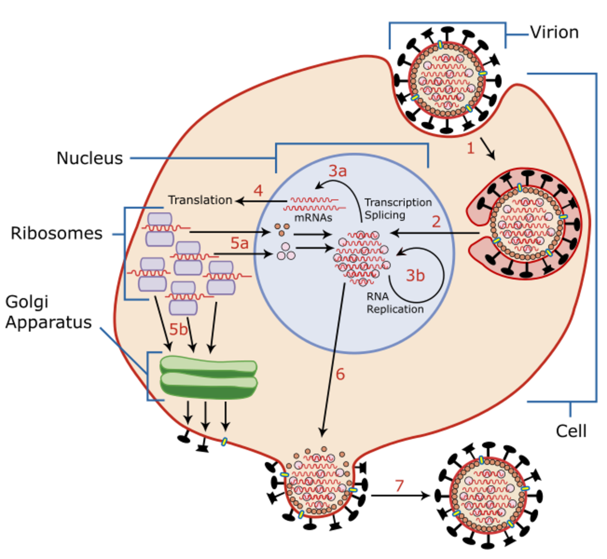 Wolbachia Bacteria and Stopping Mosquito-Borne Diseases - Owlcation
