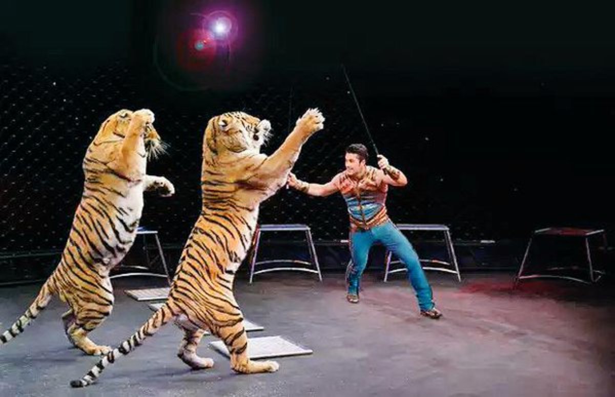 Alexander Lacey: Big Cat Trainer and Animal Lover - HubPages